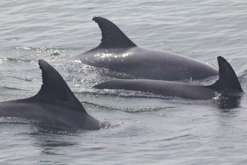 Cape May: Scenic Whale and Dolphin Watching Cruise - Key Points