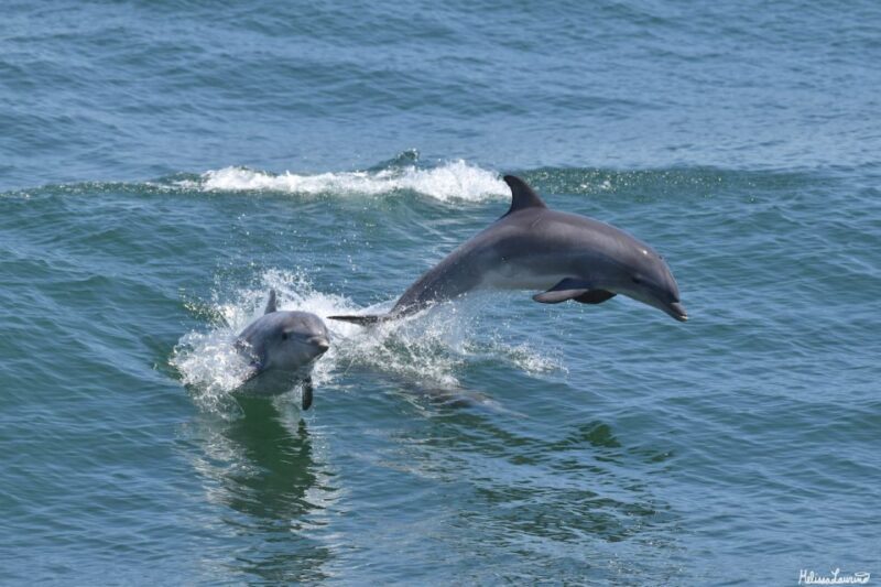Cape May: Sunset Dolphin Watching Cruise with Food - The Experience: What to Expect on Your Sunset Dolphin Cruise