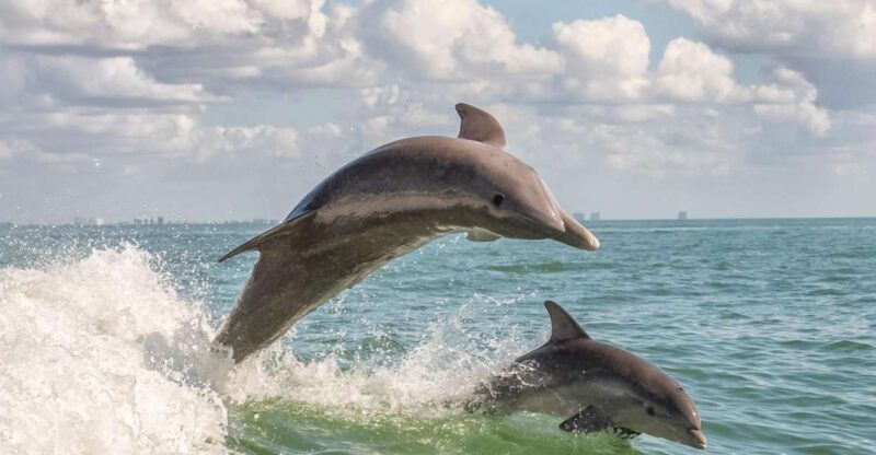 Cape May: Weekend Whale and Dolphin Watching Cruise - An In-Depth Look at the Cape May Whale and Dolphin Watching Cruise