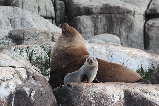 Cape Raoul Cruises Day Tour from Hobart - The Sum Up: A Must-Do Coastal Adventure