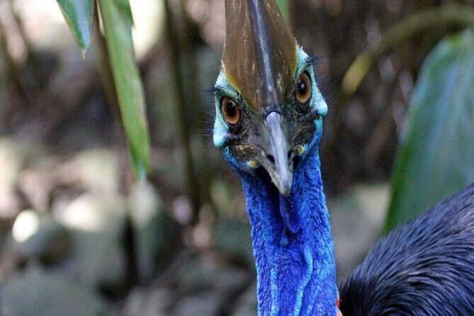 Cape Tribulation and Daintree Wilderness Day Tour in Cairns - A Detailed Look at the Tour Experience