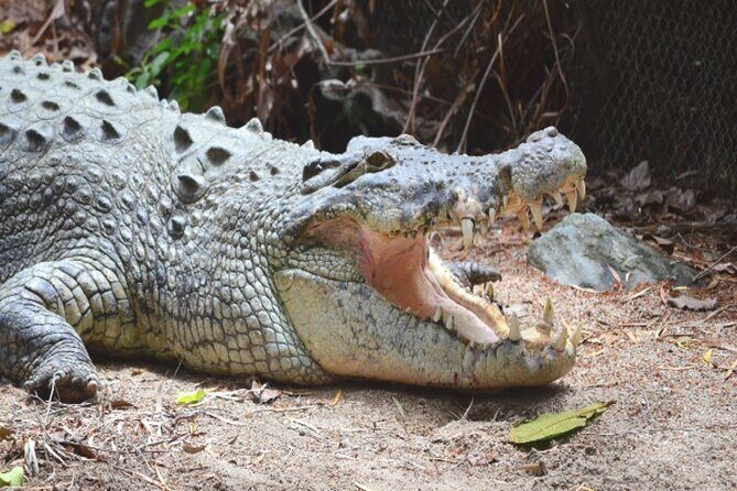 Cape Tribulation and Daintree Wilderness Day Tour in Cairns - FAQ