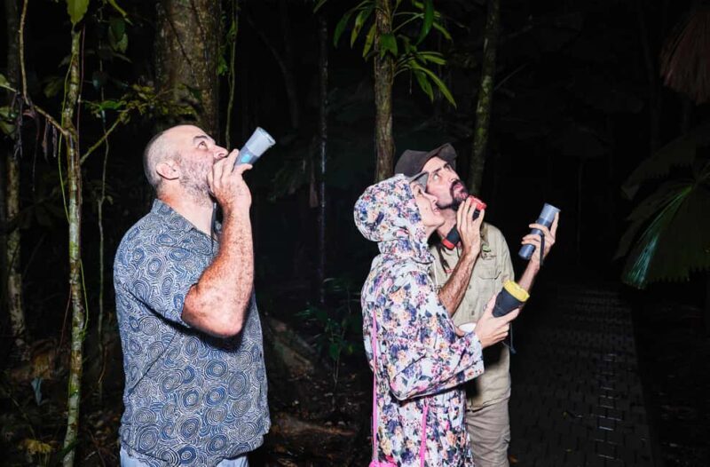 Cape Tribulation: Daintree Rainforest Night Walk Tour - Key Points