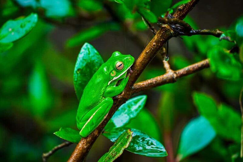 Cape Tribulation: Daintree Rainforest Night Walk Tour - What to Expect on the Tour