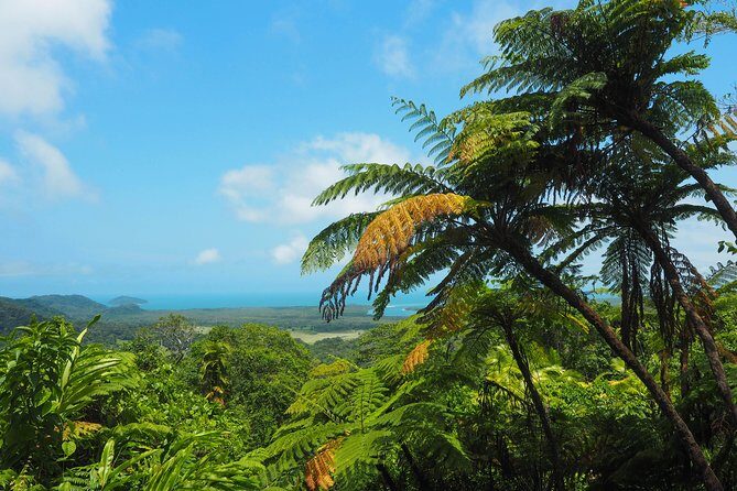 Cape Tribulation & Daintree Wilderness (TCT) - Scenic Cruise and Wildlife Spotting