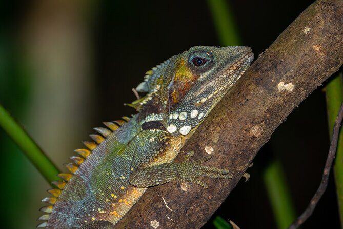 Cape Tribulation & Daintree Wilderness (TCT) - Guides and Customer Experience