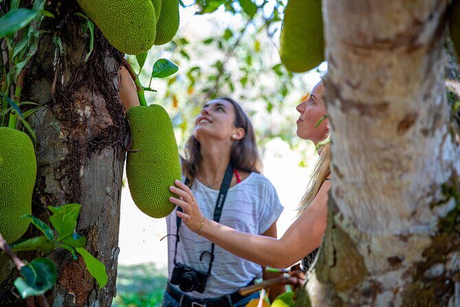 Cape Tribulation Day Tour from Cairns - Practical aspects: Whats included and how it adds value