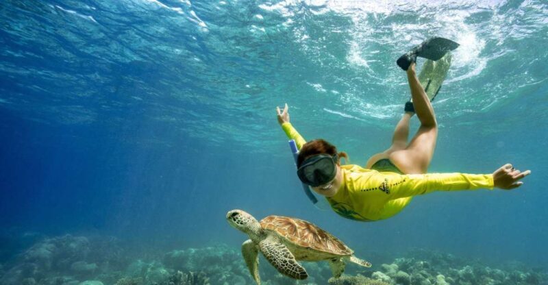 Cape Tribulation Ocean Safari - Great Barrier Reef Adventure - An In-Depth Look at the Ocean Safari Experience