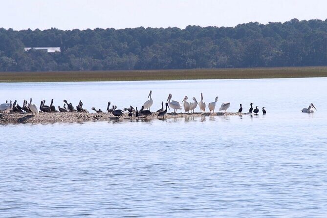 Capers Island Wildlife Exploration - The Sum Up