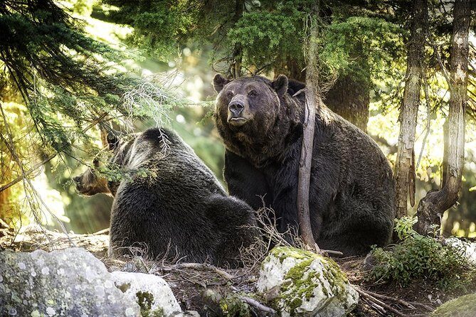Capilano Suspension Bridge + Grouse Mountain Tour - The Sum Up: Who Will Love This Tour?