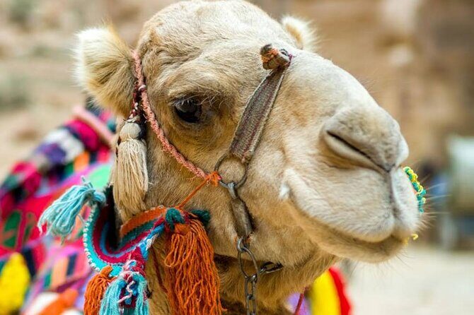Cappadocia Camel Ride Experince Sunrise Sunset Daytime - A Step-by-Step Look at the Experience