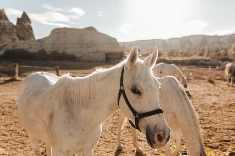 Cappadocia: Horse Riding Tour with Hotel Transfer - FAQ
