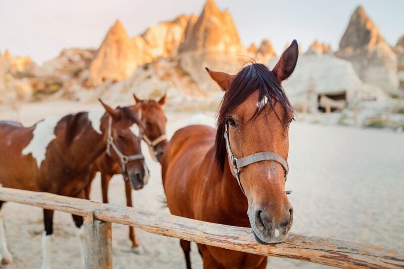 Cappadocia: Horse Riding w/Sunrise & Sunset Option - The Sum Up: Is It Worth It?