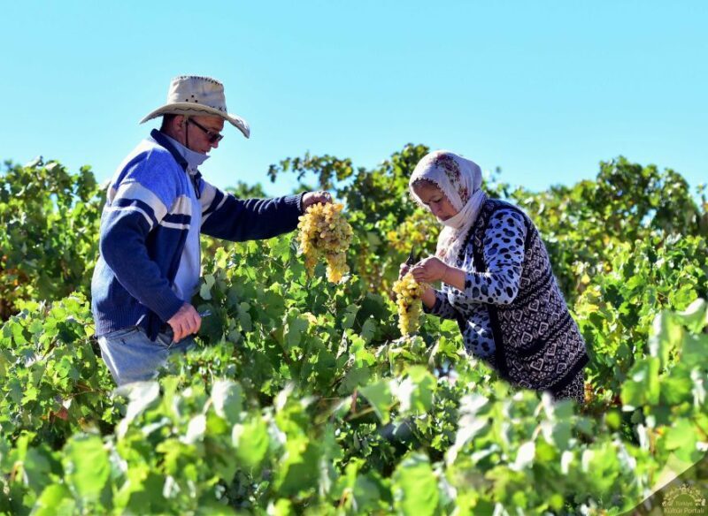 Cappadocia: Private Half-Day Vineyards & Wine Tasting Tour - A Closer Look at the Tour Experience