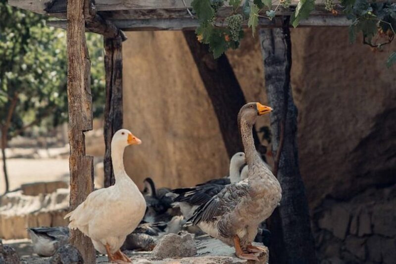 Cappadocia :Red Tour Entry Tickets and Lunch Included - What Could Be Better?