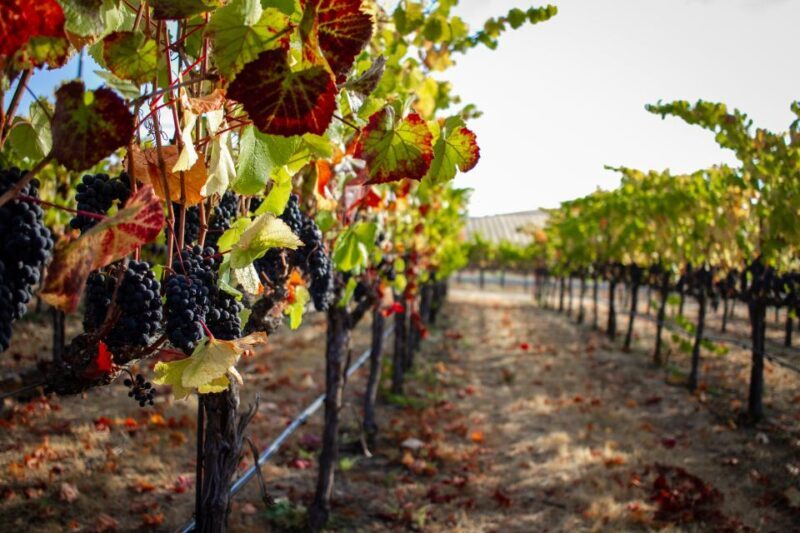 Cappadocia Vineyards Private Tour and Wine Tasting - Authenticity and Value: The Real Deal
