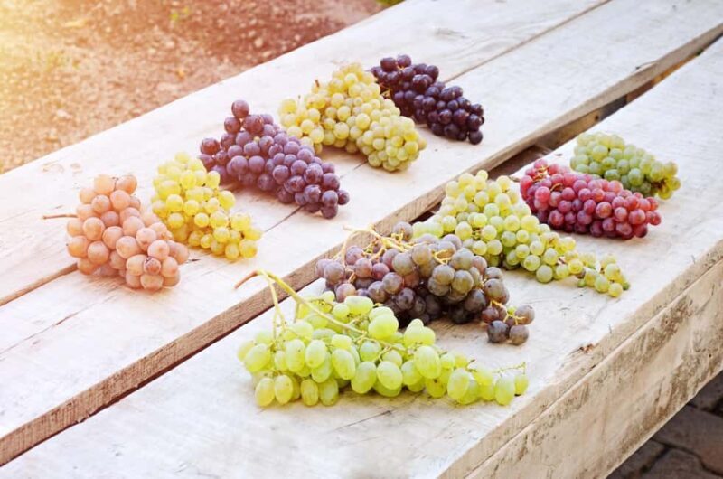 Cappadocia Wine Tasting Experience - The Value and Experience