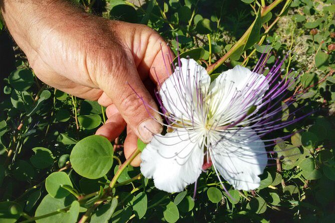 Cappero di Salina: Un'Esperienza di Degustazione Unica - Key Points