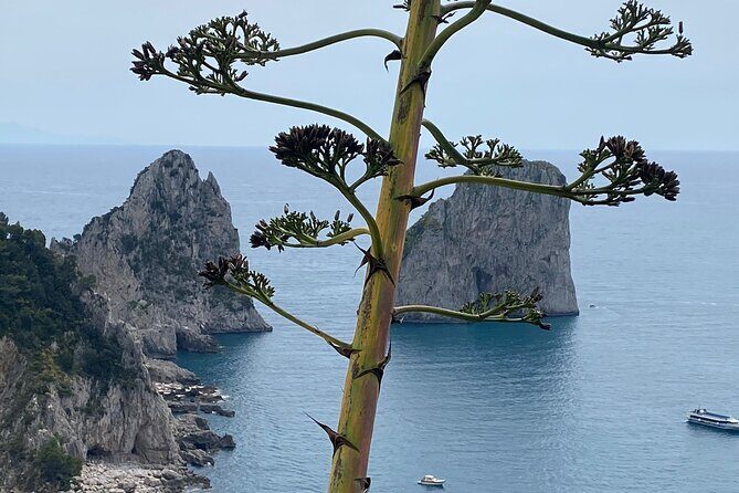 Capri Private Day Tour with Private Island Boat Tour from Rome - Who Will Love This Tour?