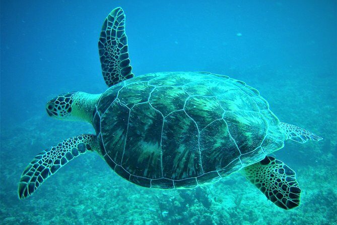 CAPTAIN ALAN'S 4hr -3 Islands-snorkeling-turtles-beach ADVENTURE - Introduction