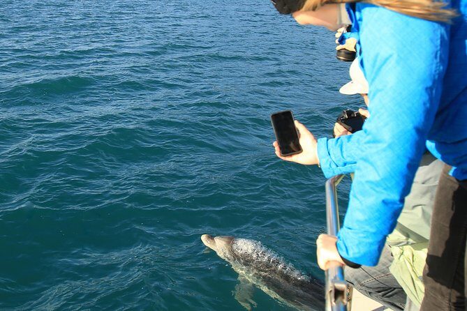 Captain Cook and Dolphin Cruise - An In-Depth Look at the Experience