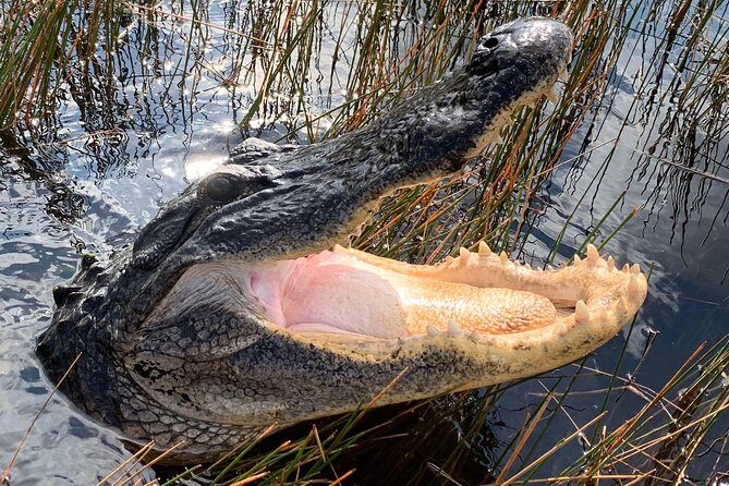 Captain Willy Airboat - What to Expect from the Captain Willy Airboat Tour