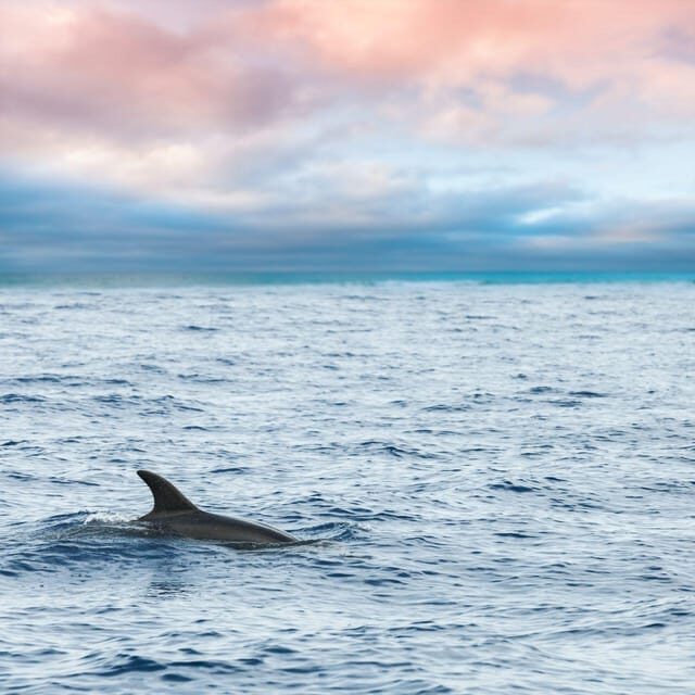 Captain's Choice: Dolphin Watch Sunset Sail - Key Points