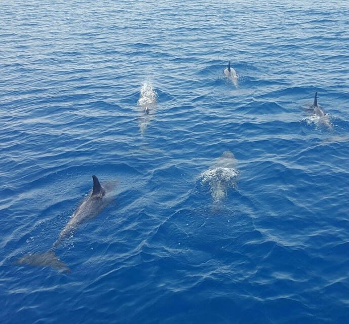Captain's Choice: Dolphin Watch Sunset Sail - Authentic Feedback from Travelers
