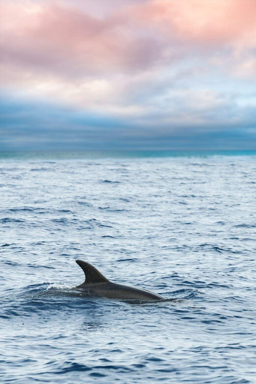 Captain's Choice: Dolphin Watch Sunset Sail - Who Should Consider This Tour?