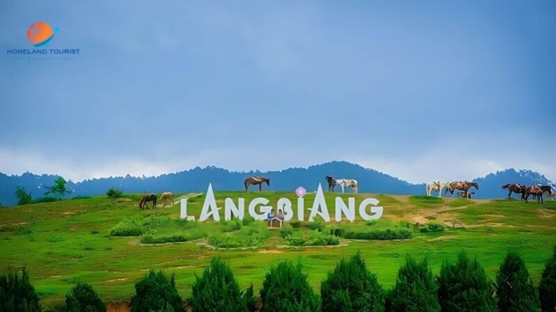 Car rental service in Dalat ( private with driver ) - Real-World Insights from Reviews