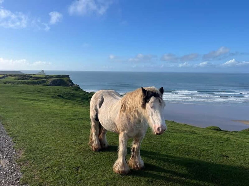Cardiff: Private Day Tour Gower's Cliffs & Beaches - Final Words: Who Is This Tour For?