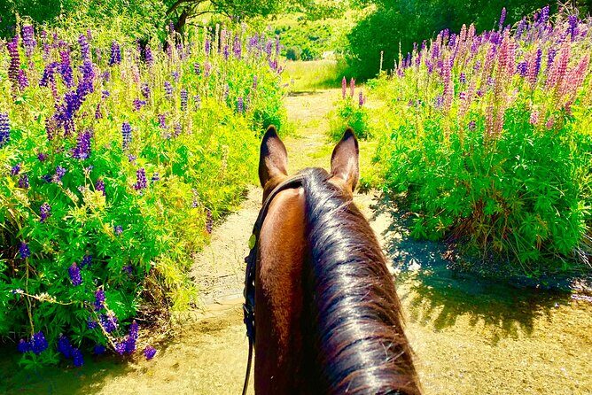 Cardrona High Country Pub Trail Horse Riding Trek (Intermediate+) - Who Will Love This Experience?
