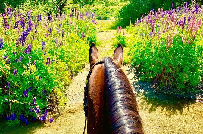 Cardrona High Country Pub Trail Horse Trek (Intermediate level+) - The Sum Up: Why This Horse Trek Is a Great Pick