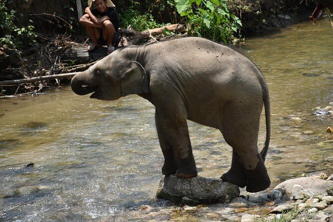 Care Pride Elephants: Full-Day Tour Experience - Booking and Price