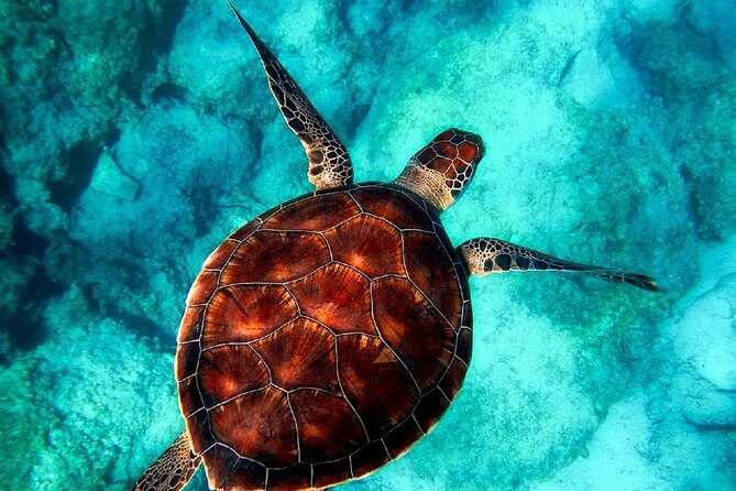 Caretta-Caretta Turtle Trip - Full Breakdown of the Tour Experience