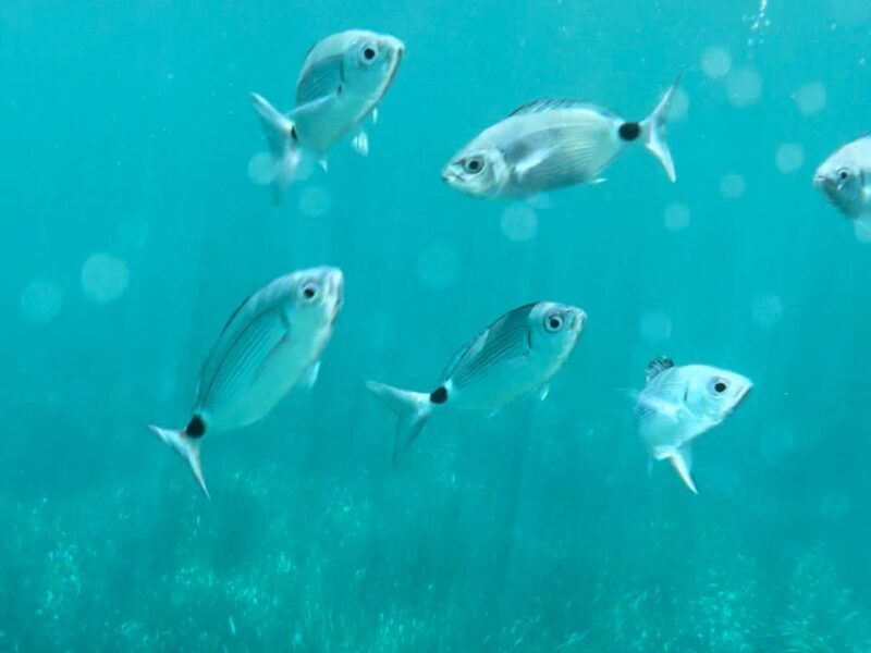 Cargèse:Scandola/Piana/Stop in Girolata Half-Day on RIB boat - Who Will Love This Tour?