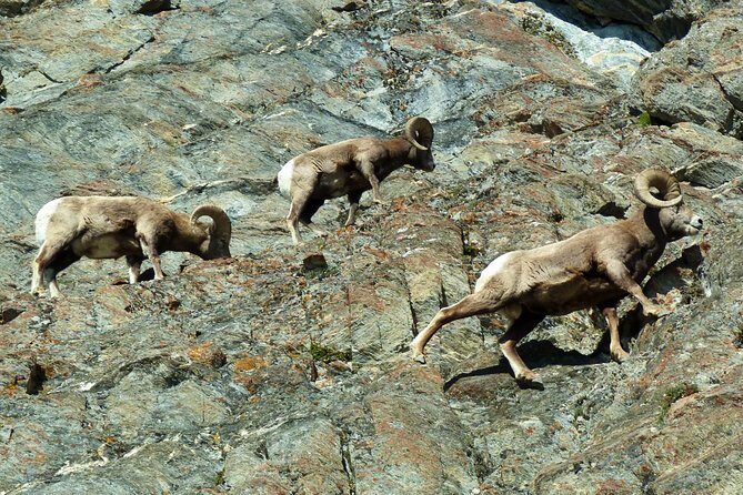 Caribou - Discover the Best of the Rockies (8-Days) - Day 8: Wrapping Up with Cultural and Natural Highlights