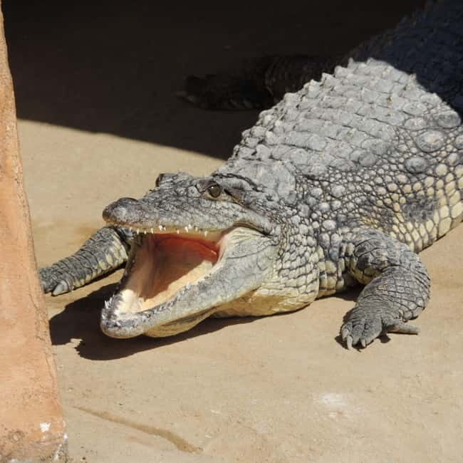 Carini: admission ticket to the Biopark of Sicily - Exploring the Biopark of Sicily: What to Expect
