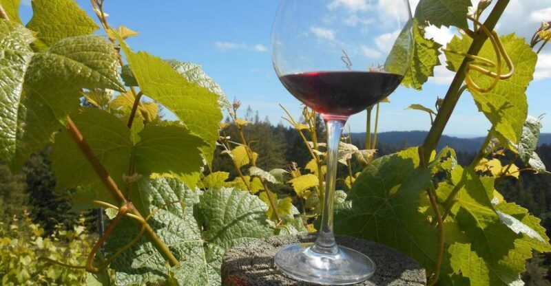 Carmel Valley Wine Tasting Tour - An In-Depth Look at the Carmel Valley Wine Tasting Tour