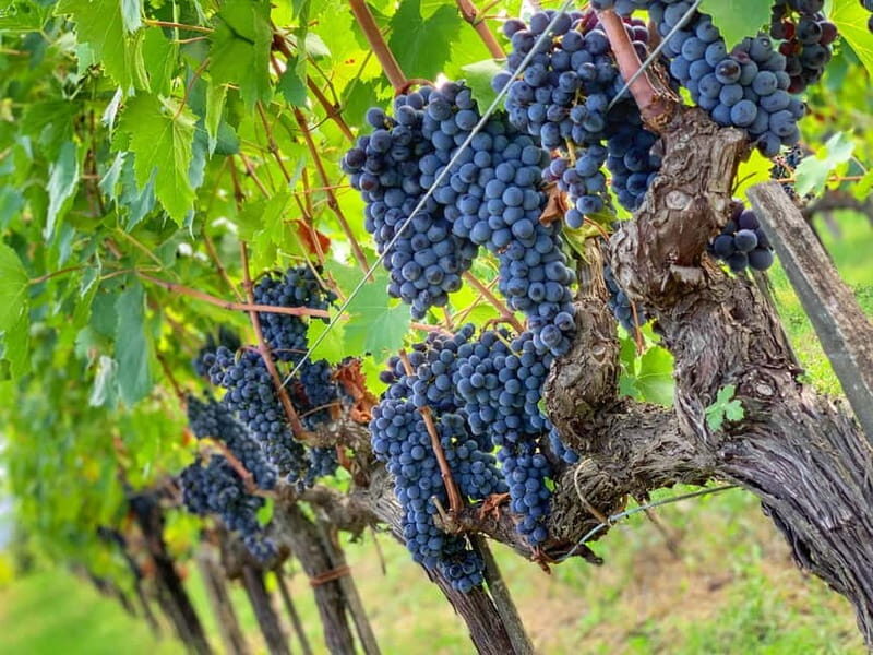 Carmignano: Wine Tour with a Wine Educator - Key Points
