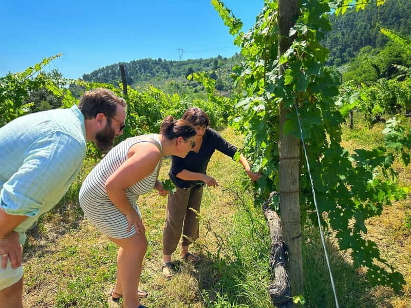 Carmignano: Wine Tour with a Wine Educator - FAQ