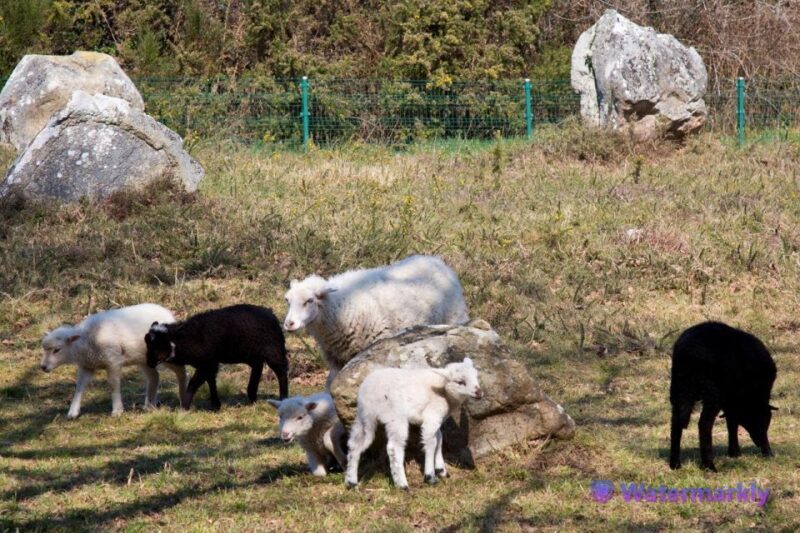Carnac Tour: Megalithic Marvels and La Trinite Sur Mer - Final Thoughts