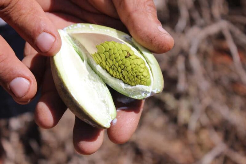 Carnarvon: Indigenous Guided Sunset Walk - Exploring the Gascoyne Floodplains: A Natural and Cultural Tapestry