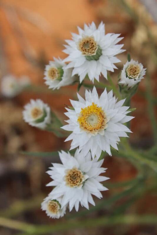 Carnarvon: Indigenous Guided Sunset Walk - Witnessing the Sunset and Cultural Closure