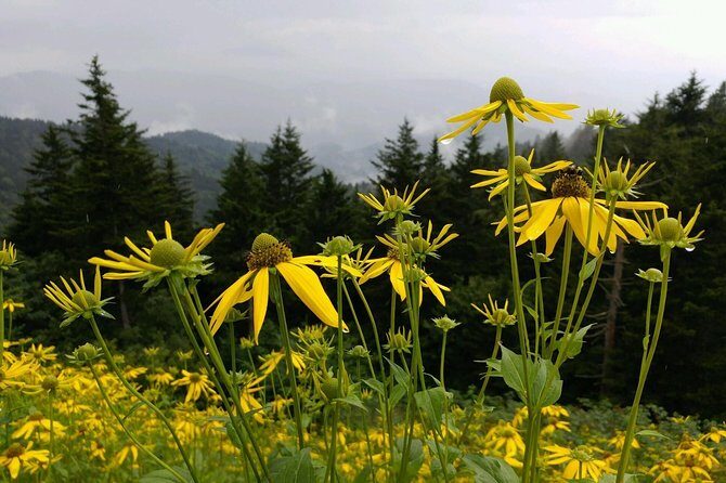 Carolina Waterfalls and Highlands Private VIP Boutique Tour - Price & Value