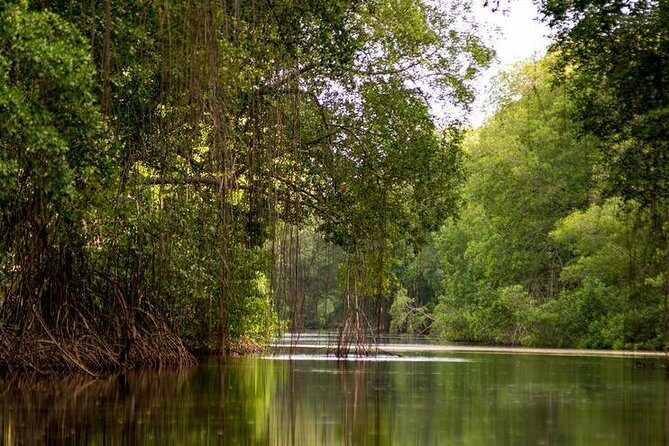 Caroni Bird Sanctuary Tour - An Engaging Introduction to the Caroni Bird Sanctuary Tour
