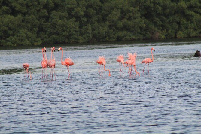 Caroni Bird Sanctuary Tour - Analyzing the Value for Money