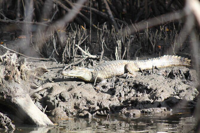 Caroni Bird Sanctuary Tour - Frequently Asked Questions (FAQs)