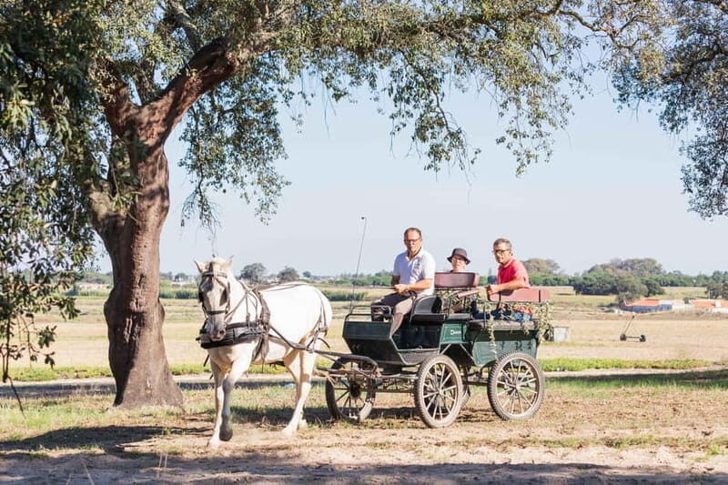 CARRIAGE Ride On The Beach (Rosário Beach) - What to Expect From the Carriage Ride