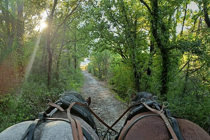 Carriage rides in the heart of the Luberon - What to Expect on the Tour